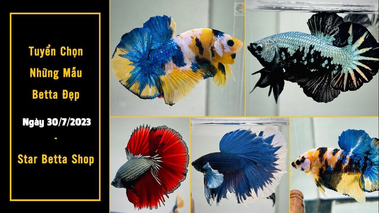 Betta Halfmoon, Koi Yellow Galaxy, Samurai 30/7 - Star Betta Shop 0382698808 - YouTube