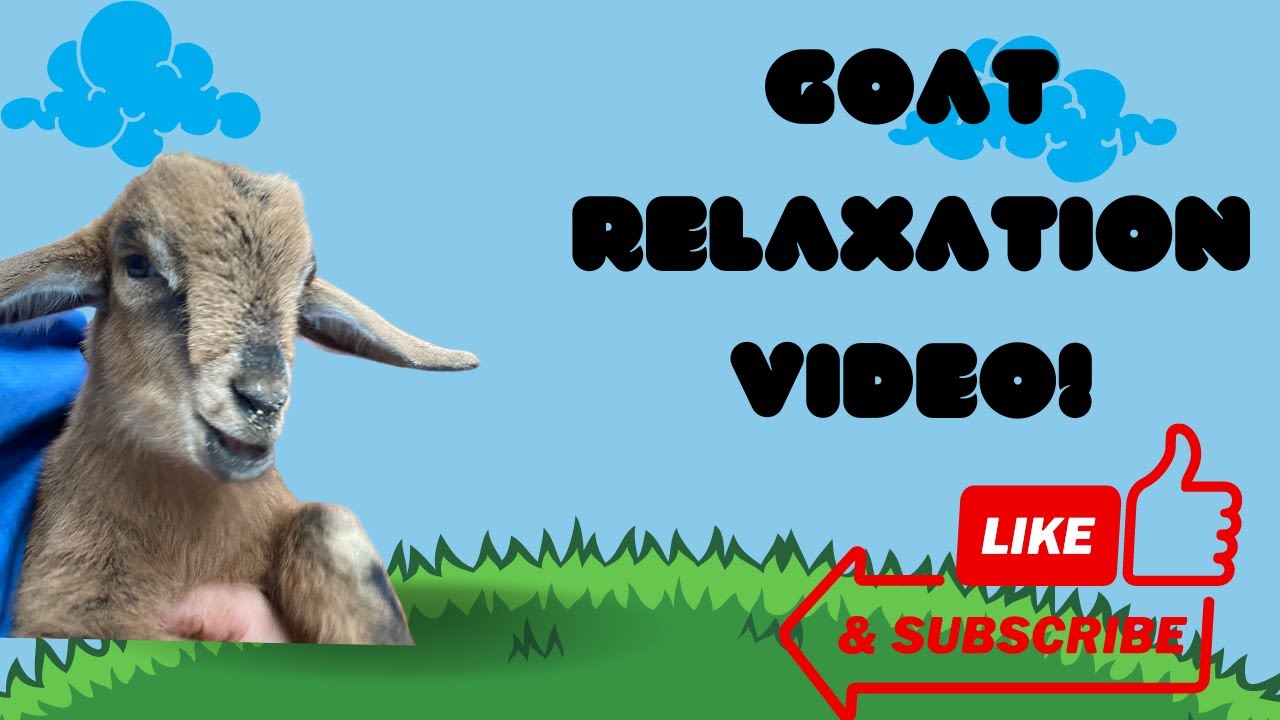 Goats..Relaxation Guaranteed! - YouTube
