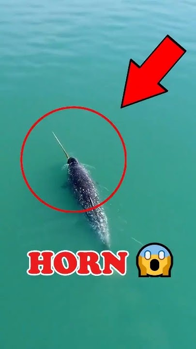 A Whale With a Horn?! 😱😱😱 #Narwhal #OceanFacts #shorts - YouTube