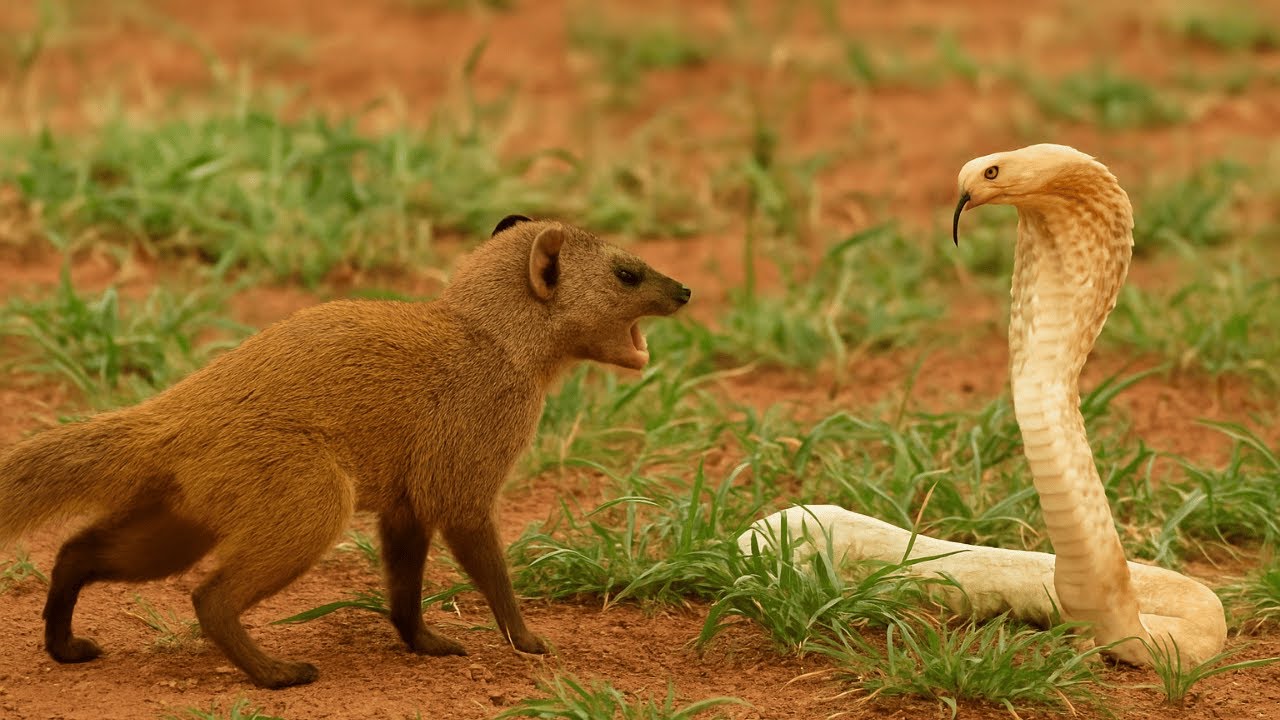 Cobra VS Mongoose: Why the Mongoose Takes on the Deadly Cobra | Nature ...