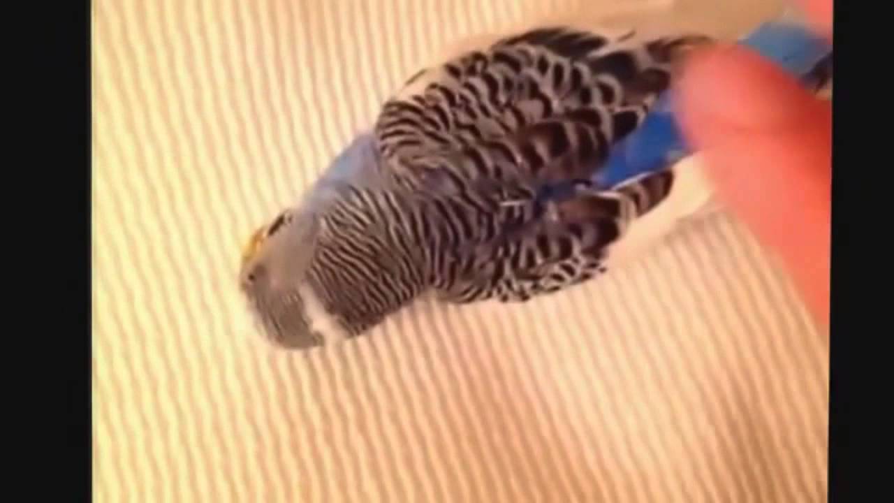 My Bird Died By Technology YouTube my-bird-died-by-technology-youtube