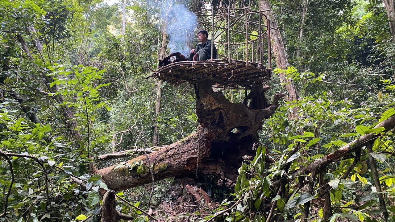 Solo Bushcraft: Build a shelter on the roots of a giant tree. Survival ...