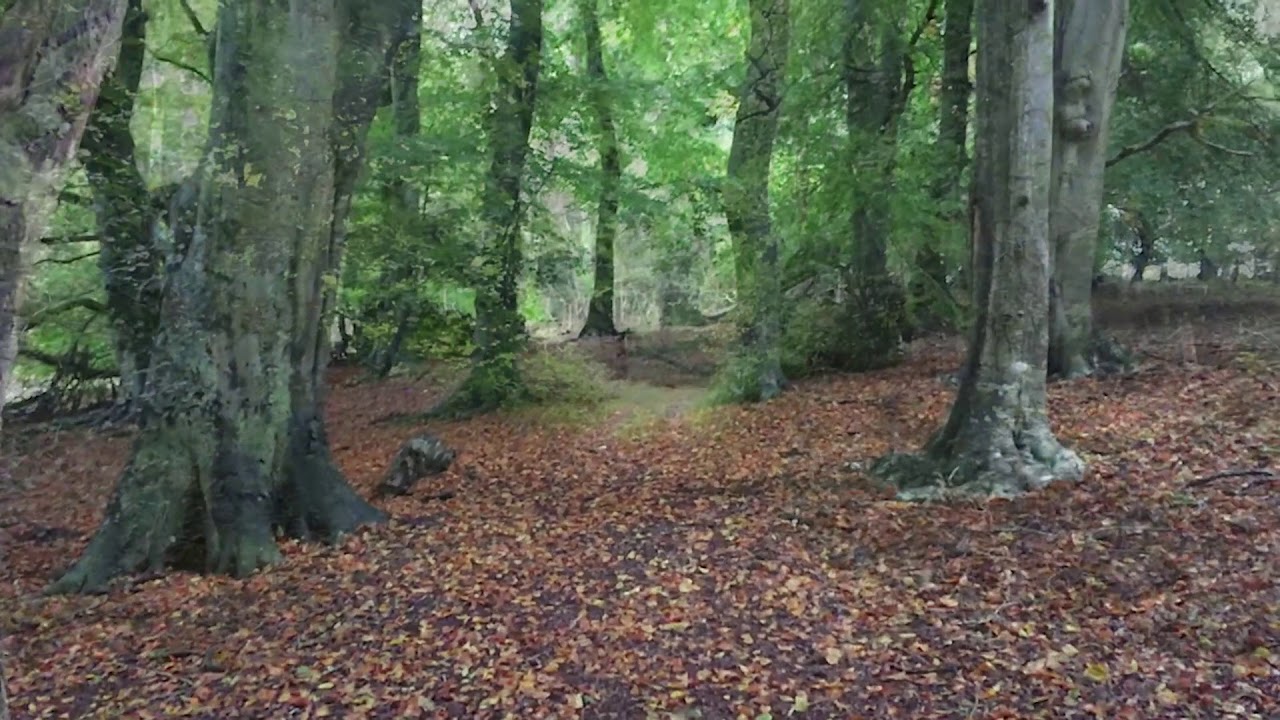 Final Forest - YouTube