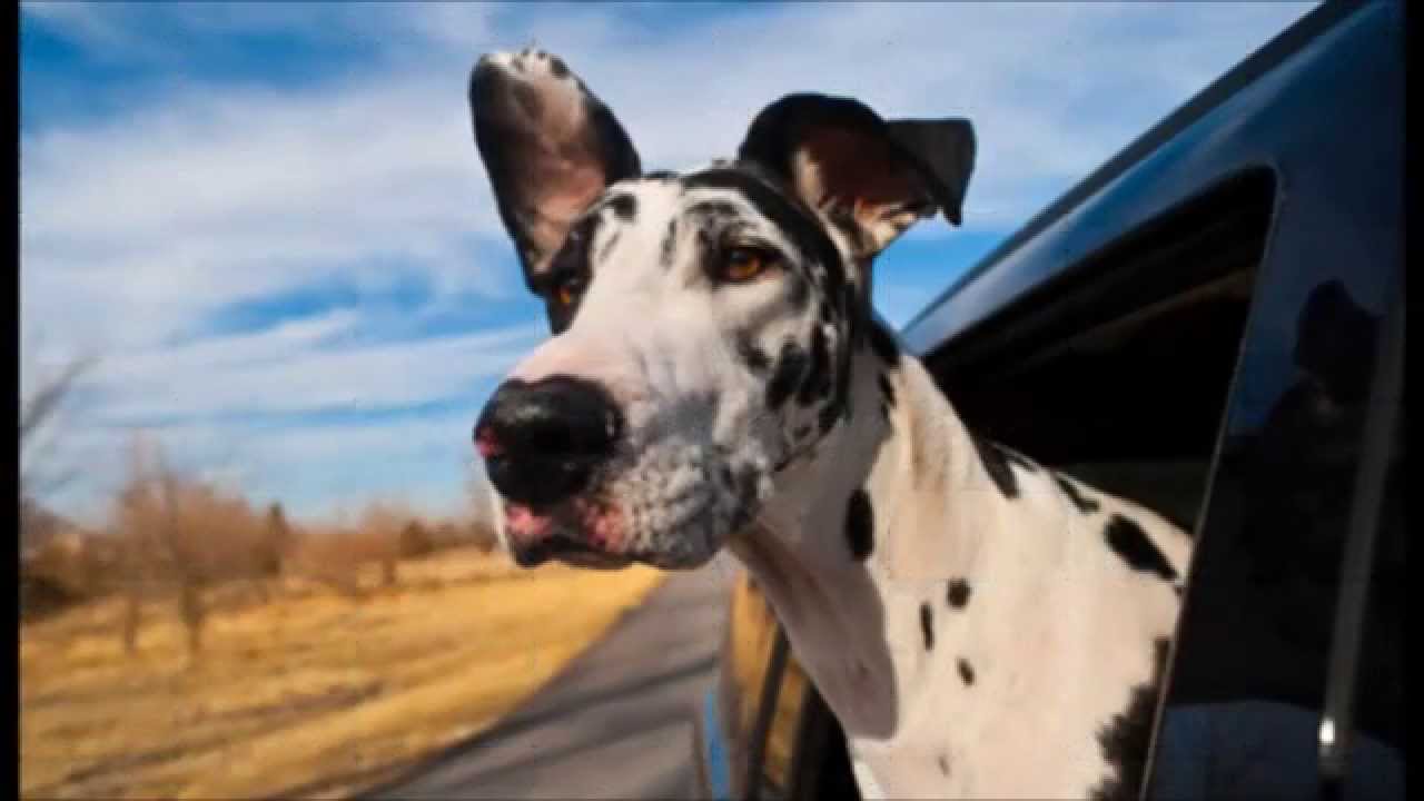 los 10 perros mas flojos - YouTube