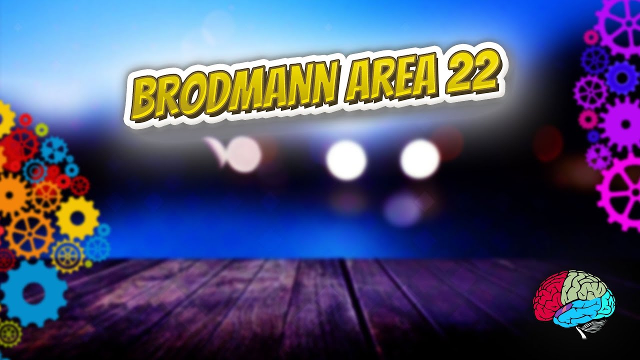 Brodmann area 22 - Know It ALL 🔊 - YouTube