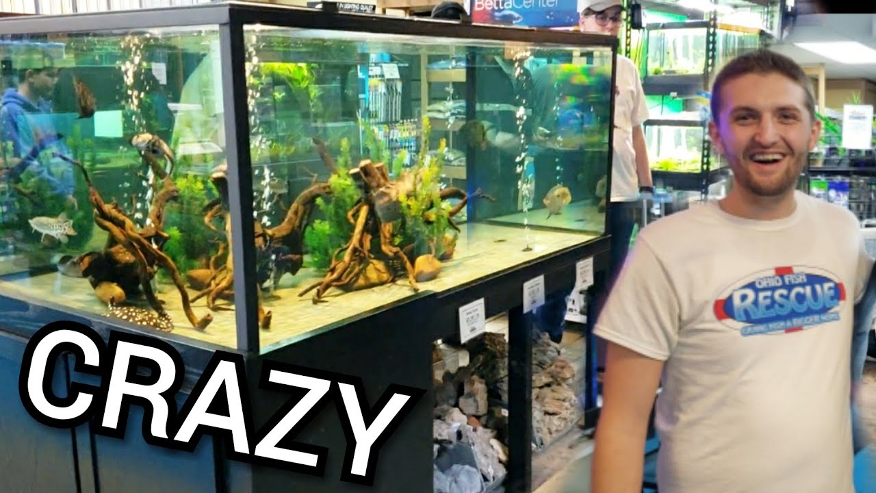 THE CRAZIEST FISH STORE I'VE EVER BEEN TO - YouTube