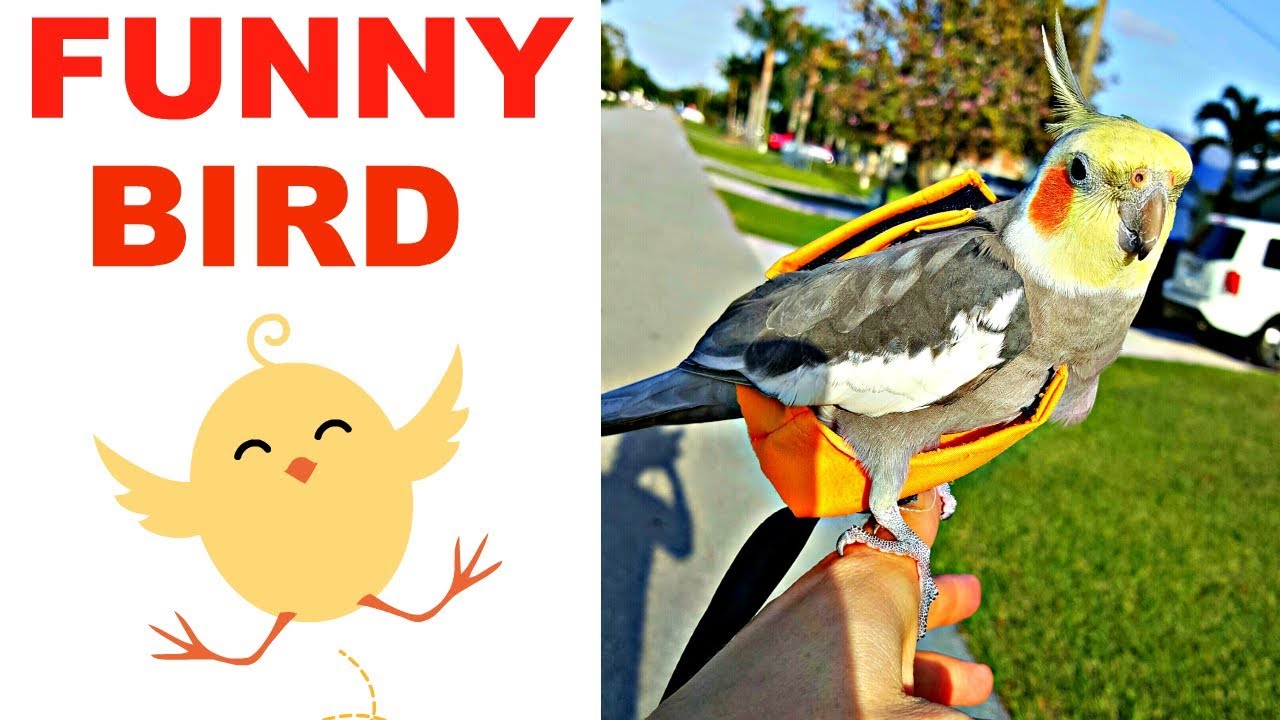 Funny Cockatiel singing as I swing him back and forth along with ...