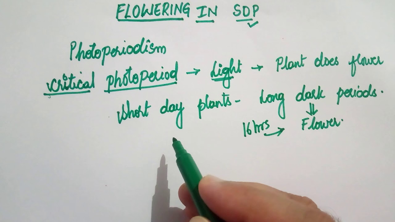 Flowering in SDP AND LDP PART 1 NEET - YouTube