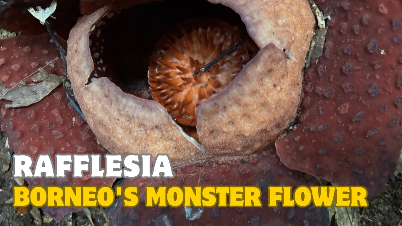 Rafflesia | Borneo's Monster Flower - YouTube