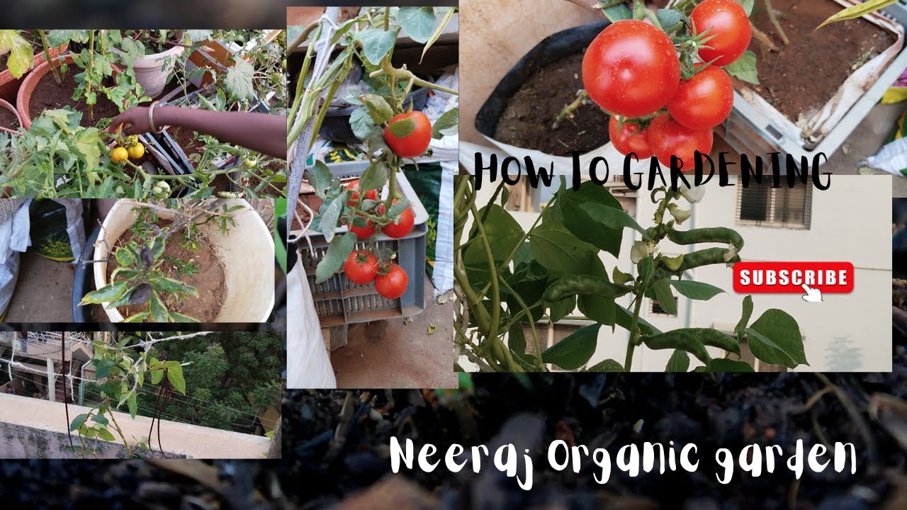 Beautiful chikkudu harvest in terrace gardenkm - YouTube