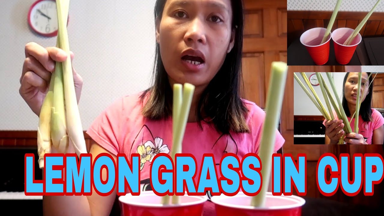 Easiest way to grow lemon grass at home|Paano magpatubo nang lemon ...