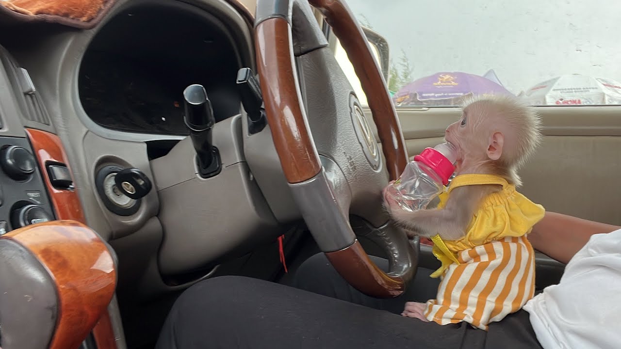 Monkey DORI babi doing the funny while waiting mom for get sea food in ...