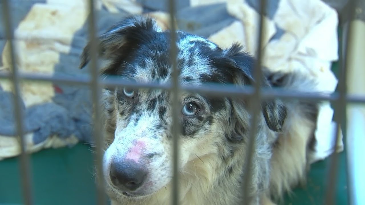 117 dogs removed from Pittsburgh-area home in largest rescue on record ...