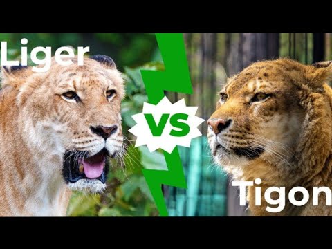 # Liger 🆚 Tigon Real Fight 💀 # lion vs 🆚 Tiger real fight😎... by animals drill fight🌹...