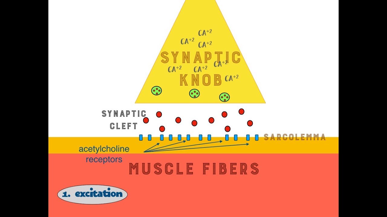 Muscle Contraction: Excitation phase - YouTube