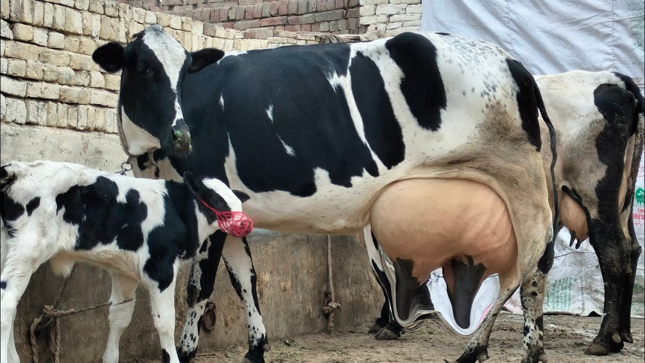 chalo sthaniya Jersey friesian cross cow (03024029695)29 January 2025 ...