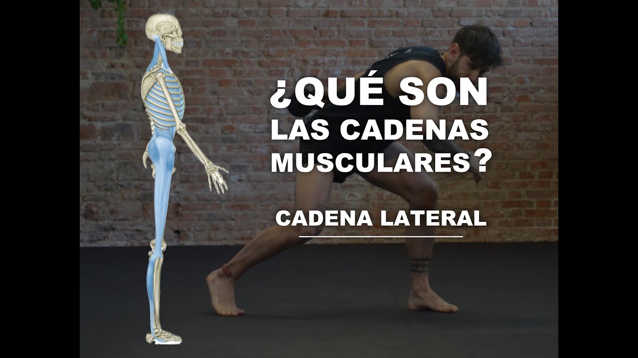 VÍAS ANATÓMICAS - Anatomía y principales características de la CADENA ...