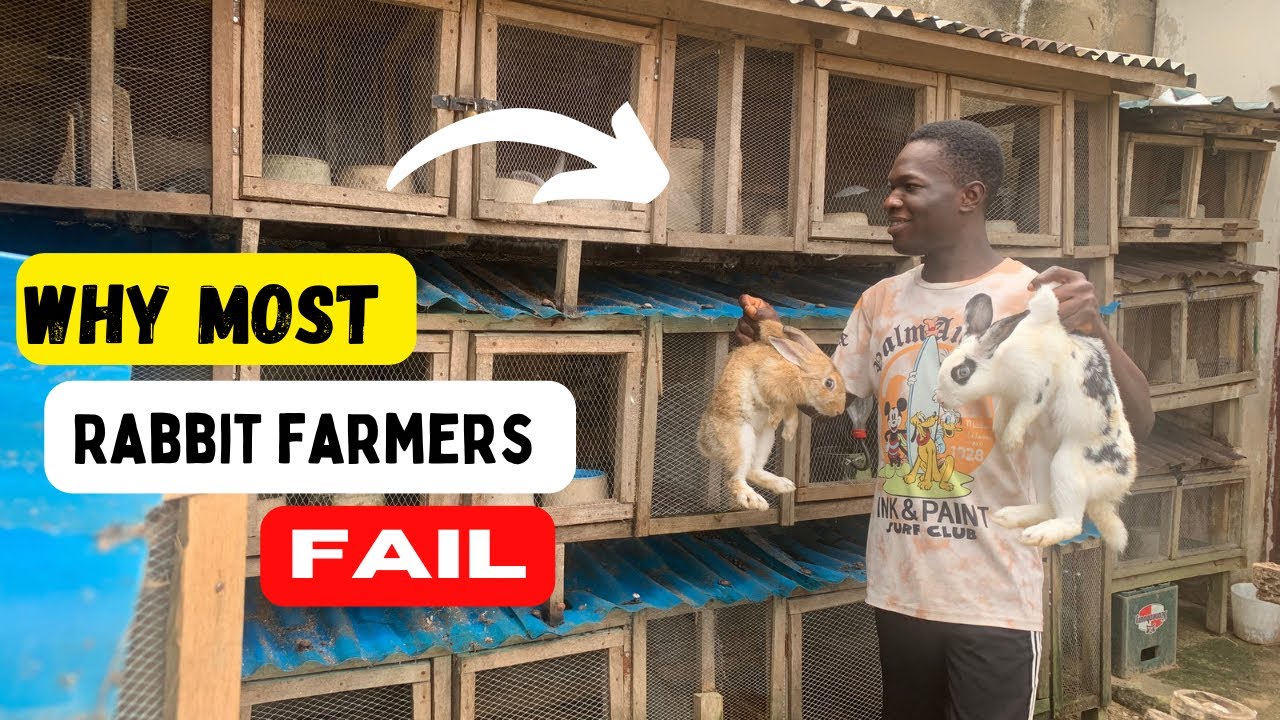 Why some rabbit farmers fail - YouTube