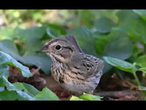 Peak fall bird migration underway in Oklahoma; experts urge lights-out precautions