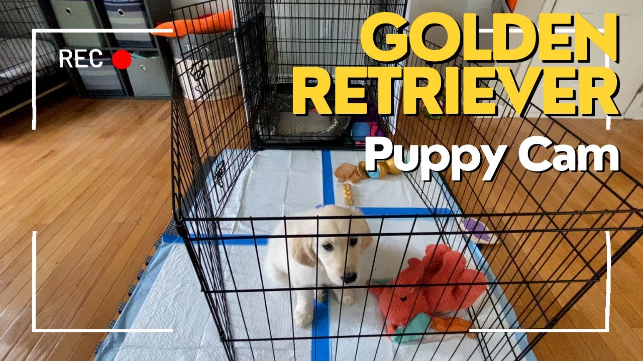 Puppy Cam! Golden Reviver Puppy Napping | 5 minutes - YouTube