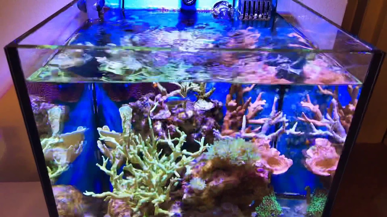 My 70 liters reef tank - YouTube