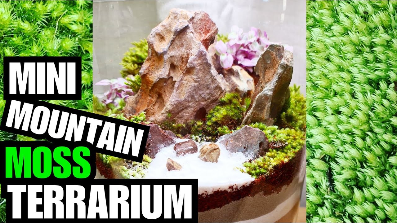 How To Make A Mountain Scape Moss Terrarium - YouTube
