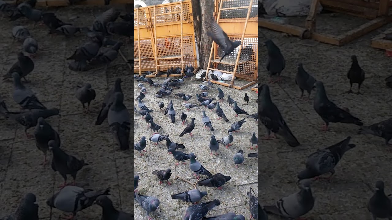 Azad Panchi| Bird| Panchi| Chidiya - YouTube