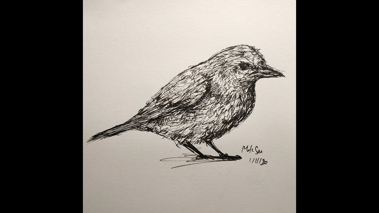 Animal Drawing - Fast sketch a bird with a fine liner - YouTube
