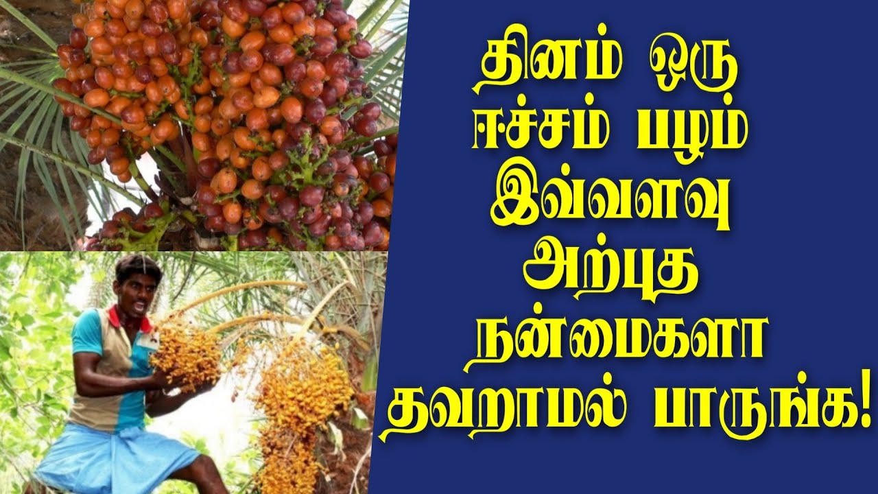 தினம் ஒரு ஈச்சம் பழம் இவ்வளவு அற்புத நன்மைகளா | Eecha Palam | Ayurveda ...