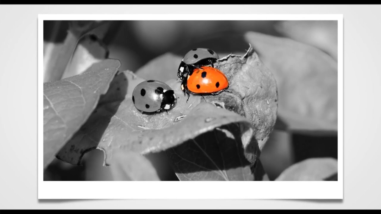 A Simple Color Splash Tutorial - Show your True Colors with Fotor's ...