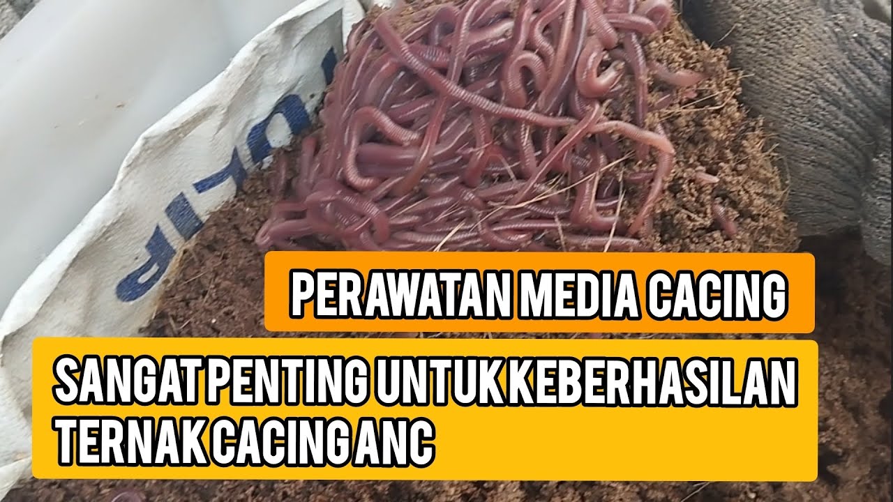 PERAWATAN MEDIA CACING SANGAT PENTING UNTUK KEBERHASILAN TERNAK CACING ...