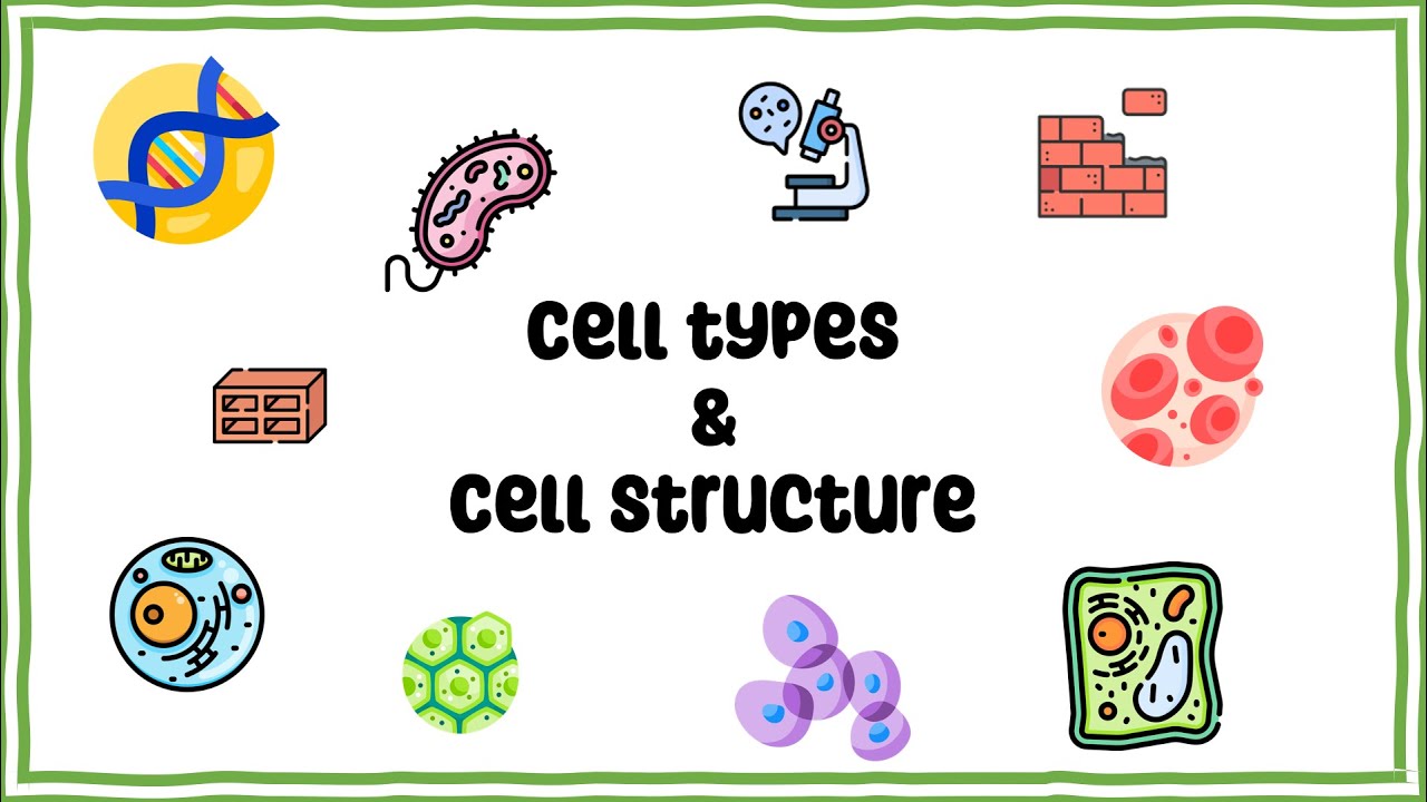 GCSE - Biology - Cell types and Cell Structures #2 - YouTube