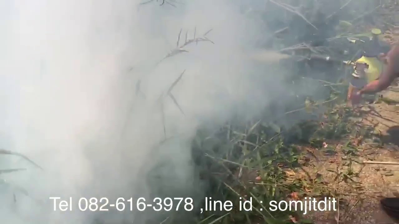 สาธิตการพ่นควันกำจัดยุง ด้วยน้ำยาพ่นยุงสูตรน้ำ ของกรีน บลัสเตอร์ (Green ...