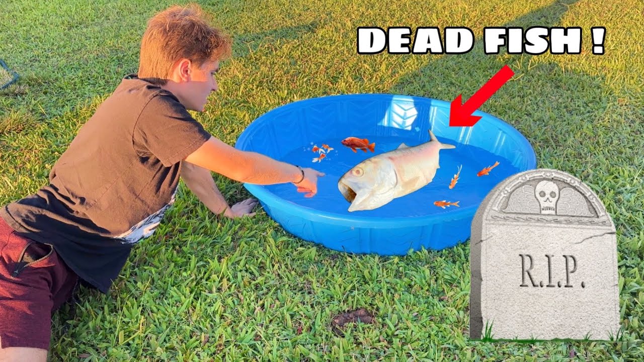RIP… ALL MY FISH DIED ! WHAT HAPPENED ?! - YouTube