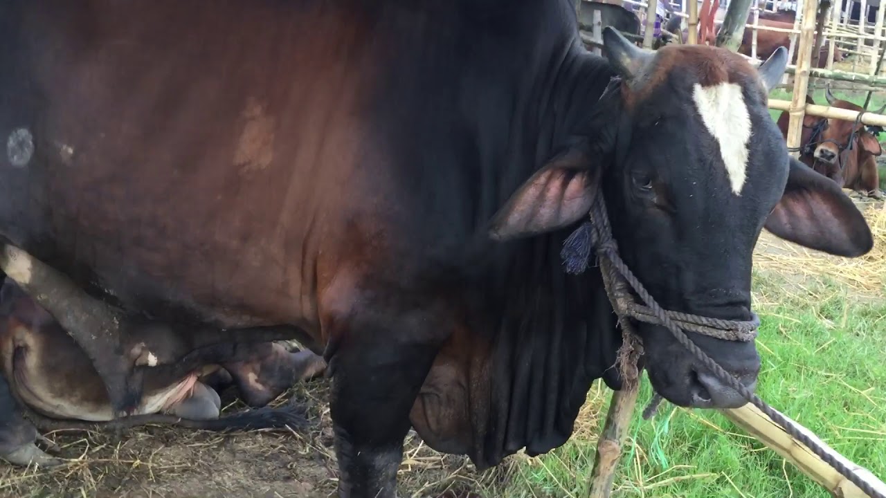 Khilkhat Bonorupa Cow Haat-2016(Part-6) Dhaka,Bangladesh. - YouTube