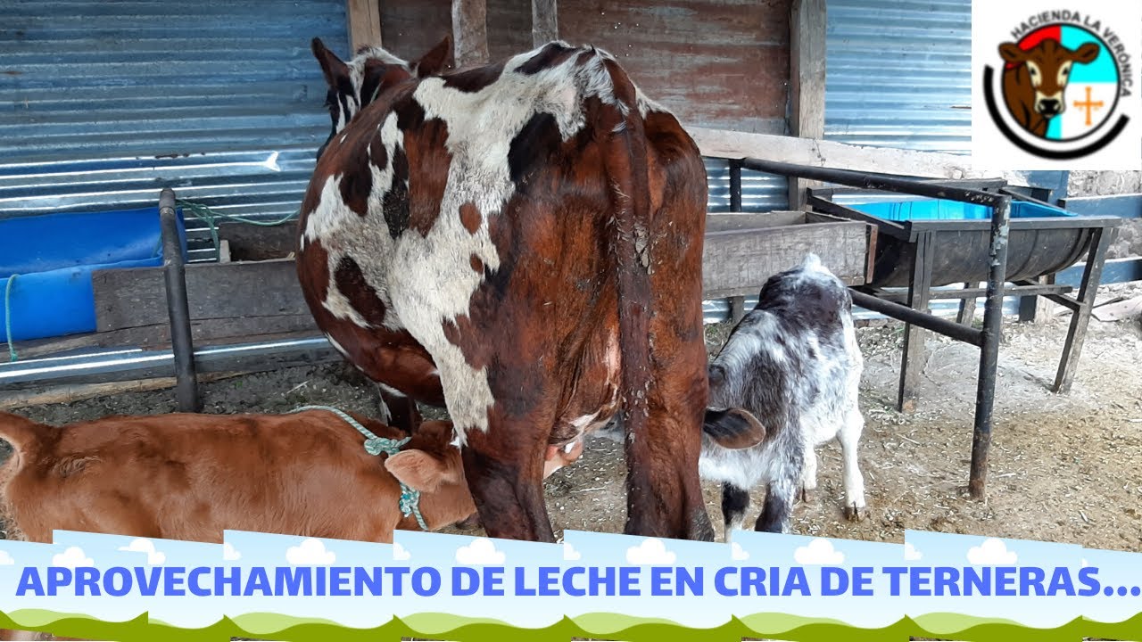 APROVECHAMIENTO DE LA LECHE EN CRIA DE TERNERAS - YouTube