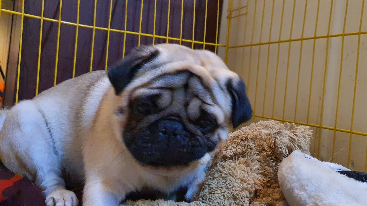 Simba Is Excited For 100k - YouTube