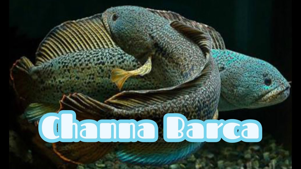 🪙The Incredible Channa Barca:👑 The King of Snakeheads - YouTube