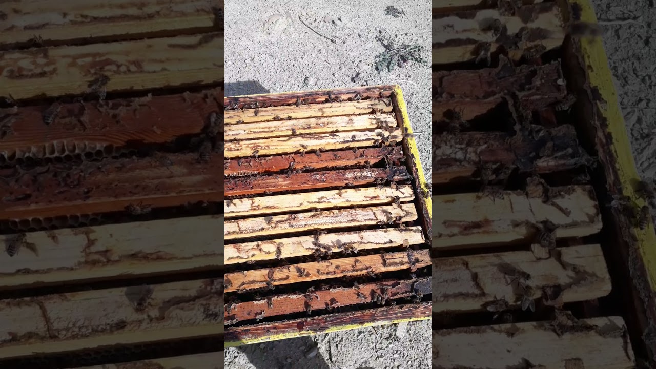 bletaria shqiptare - YouTube