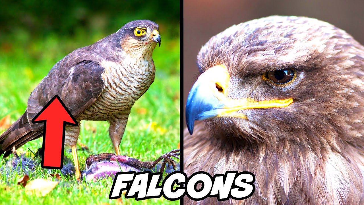 TOP 10 FALCON FACTS - YouTube