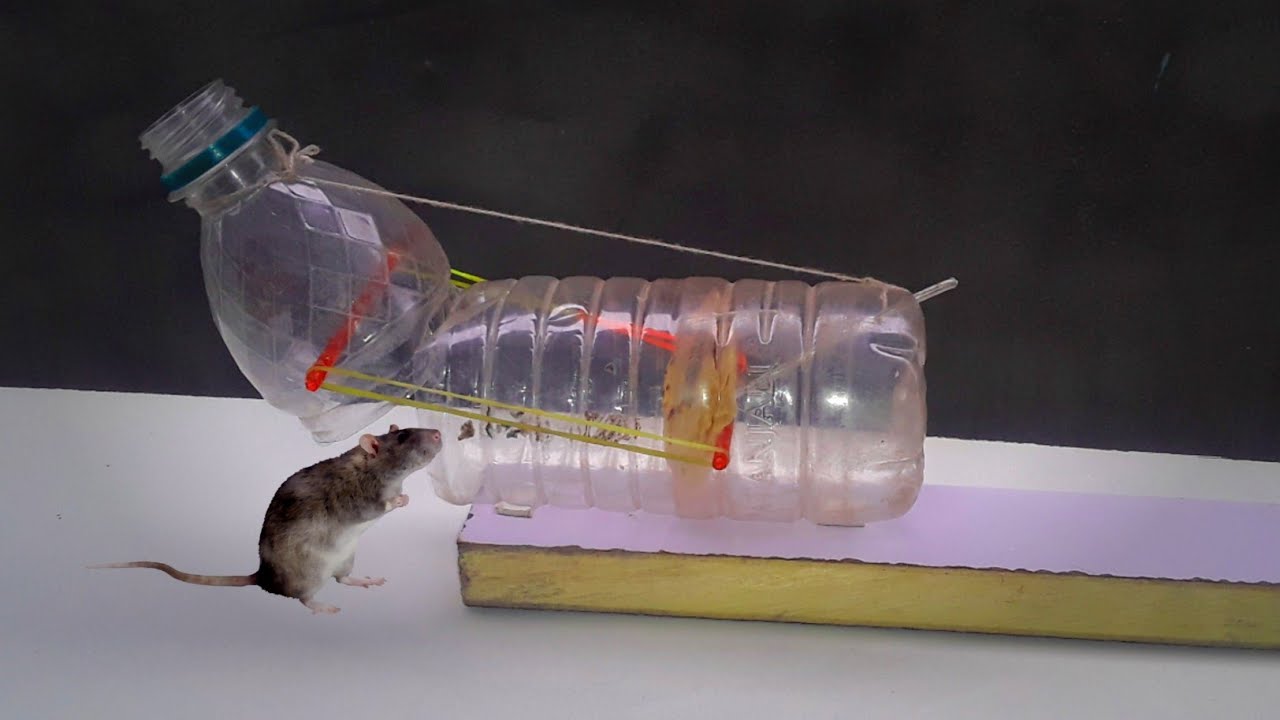 How to make rat trap with plastics bottle very easy - YouTube