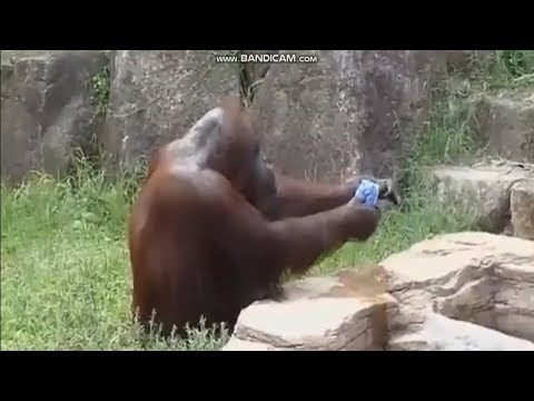 Bez ile serinleyen komik hayvanlar  Funny animals cool with cloth