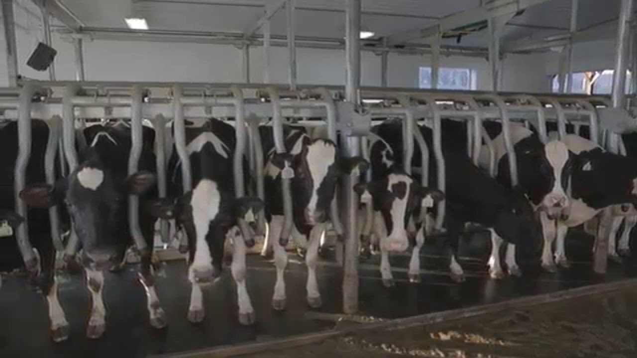 Proper Animal Mortality Disposal - YouTube