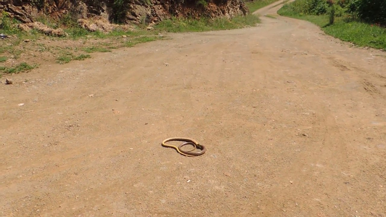 snake - YouTube