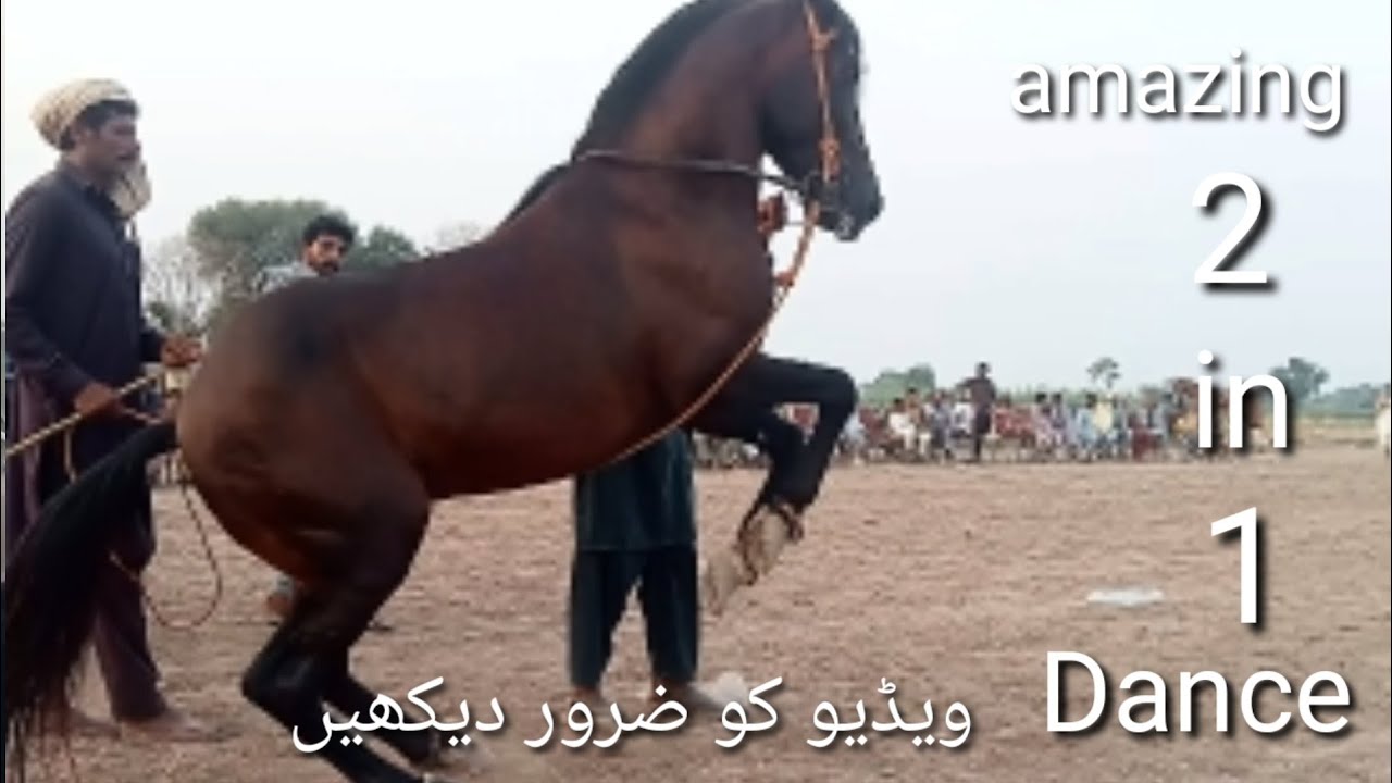Horse dance competition in pakistan\\ghoda naatch competition|| - YouTube