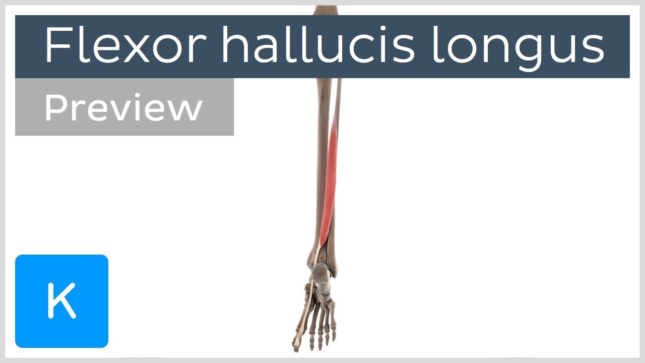 Extensor Hallucis Longus Origin And Insertion