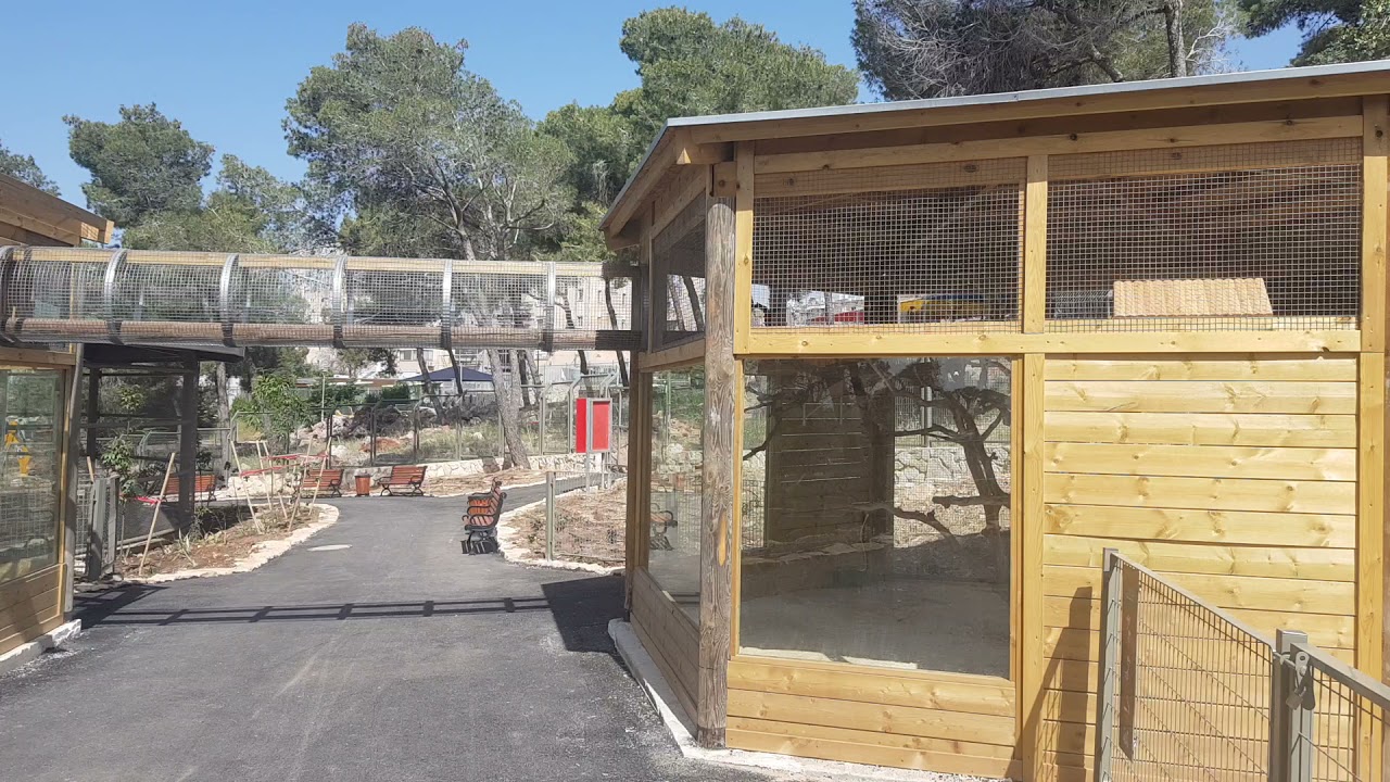Brown-nosed coati enclosure - YouTube
