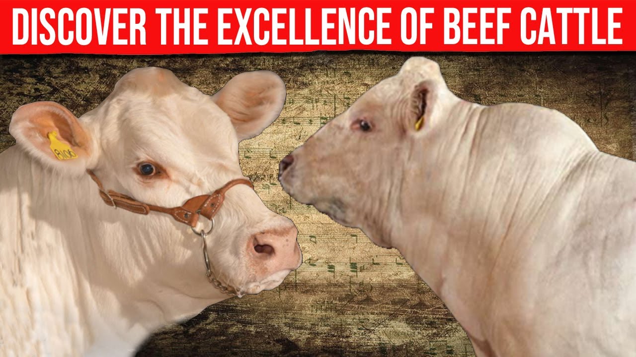 ⭕ Myths And Realities About The Charolais Breed Discover The Excellence ...