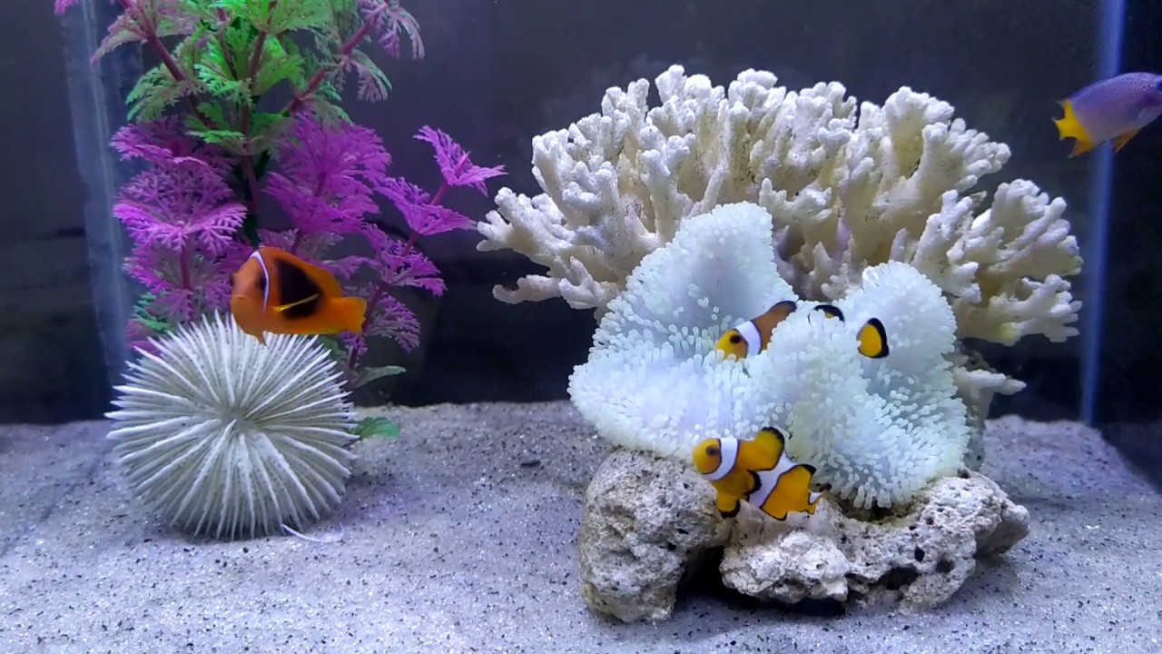 WELCOME TO NEMO TANK - YouTube