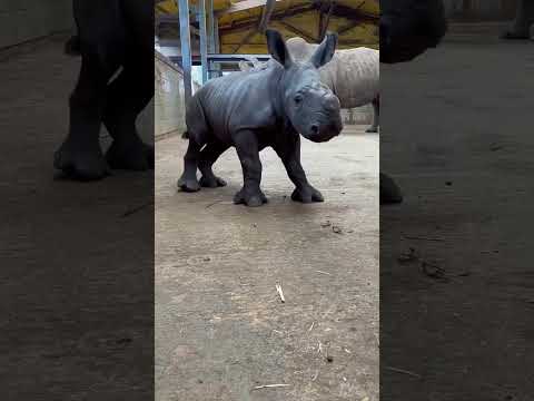Baby rhino zoomies 🦏 ❤️